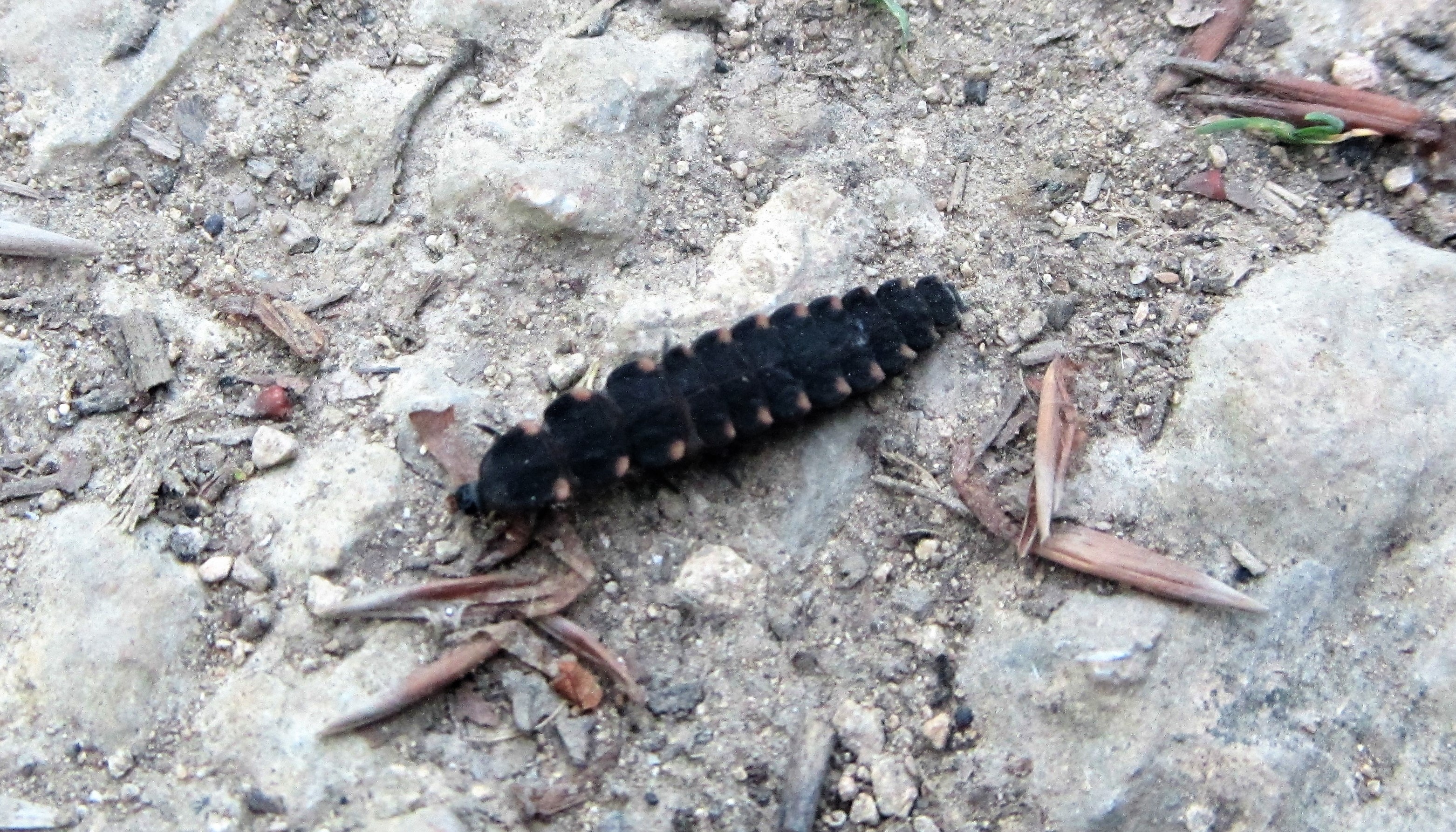 Trees and tranquillity at Breakheart Quarry – A Year of discovering ...