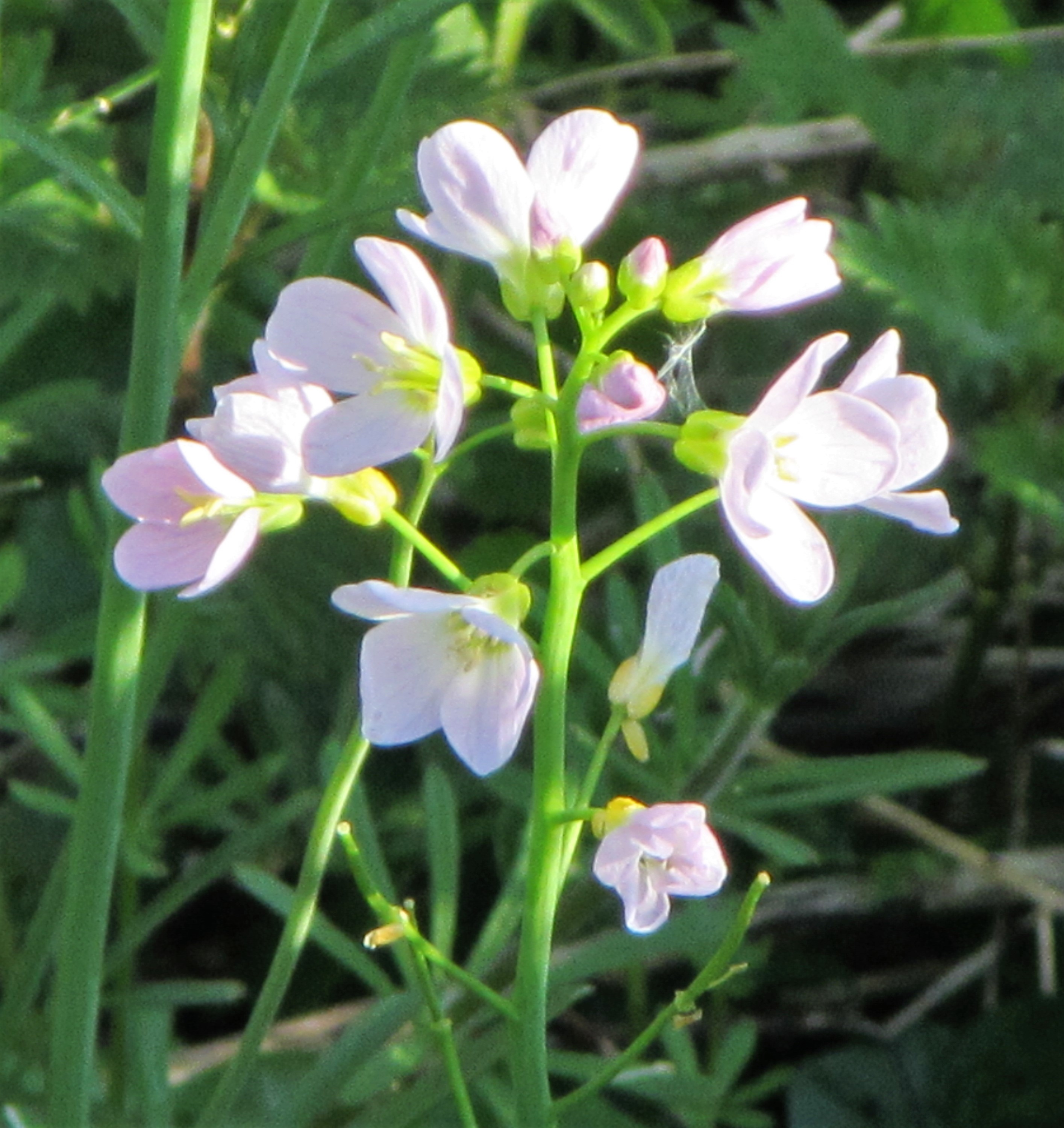 Flower of the day: cuckoo flower – A Year of discovering Stroud's wildlife
